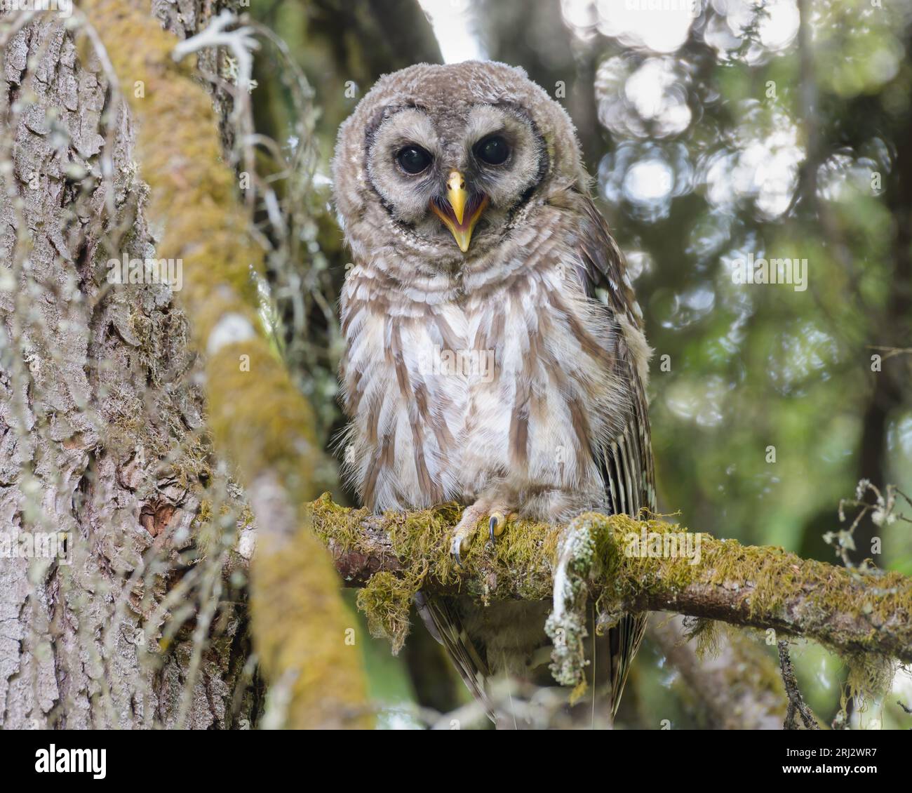 Barred Owl Strix Varia with beak open on moss covered tree branch in ...