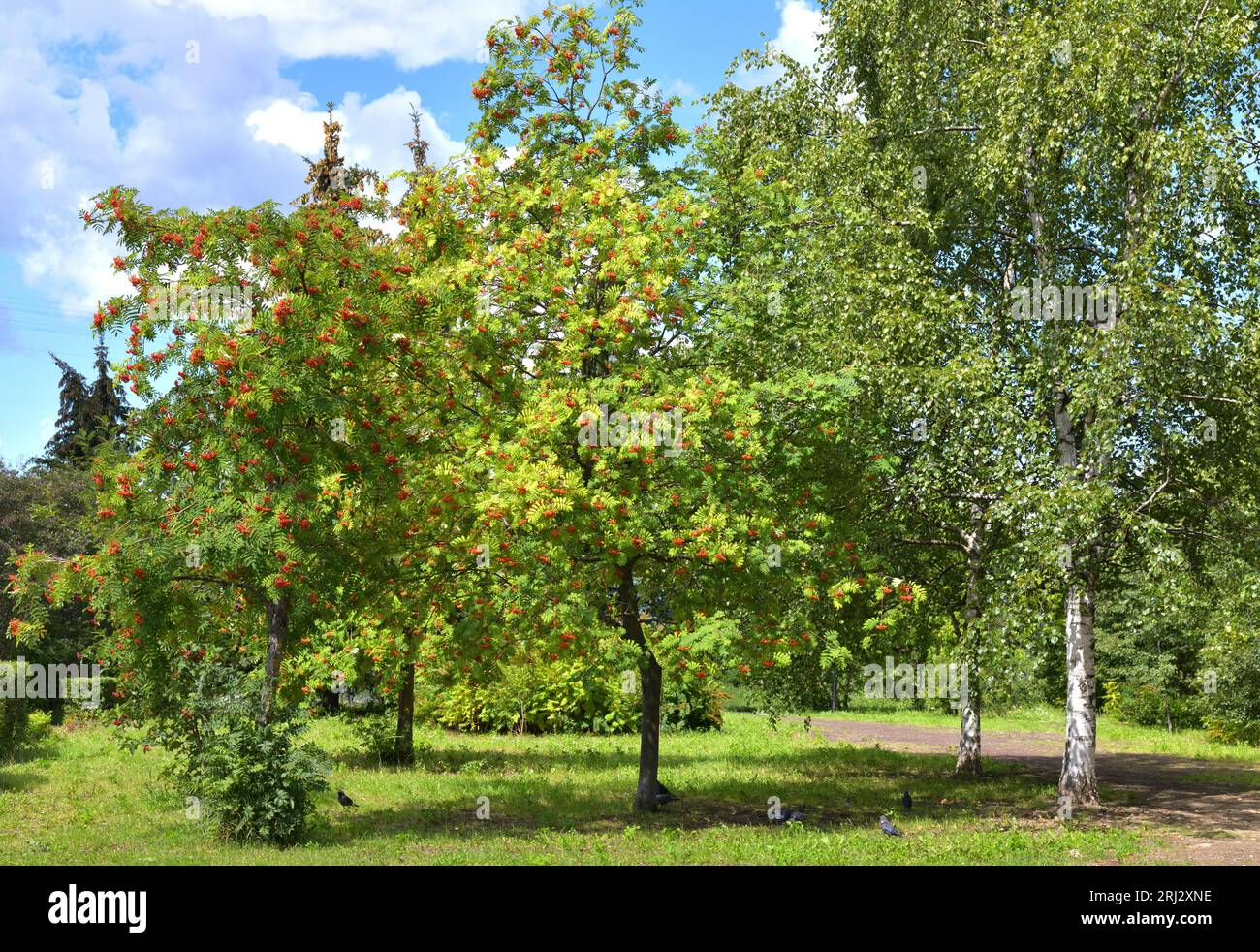 Park garden leaves birches hi-res stock photography and images - Alamy
