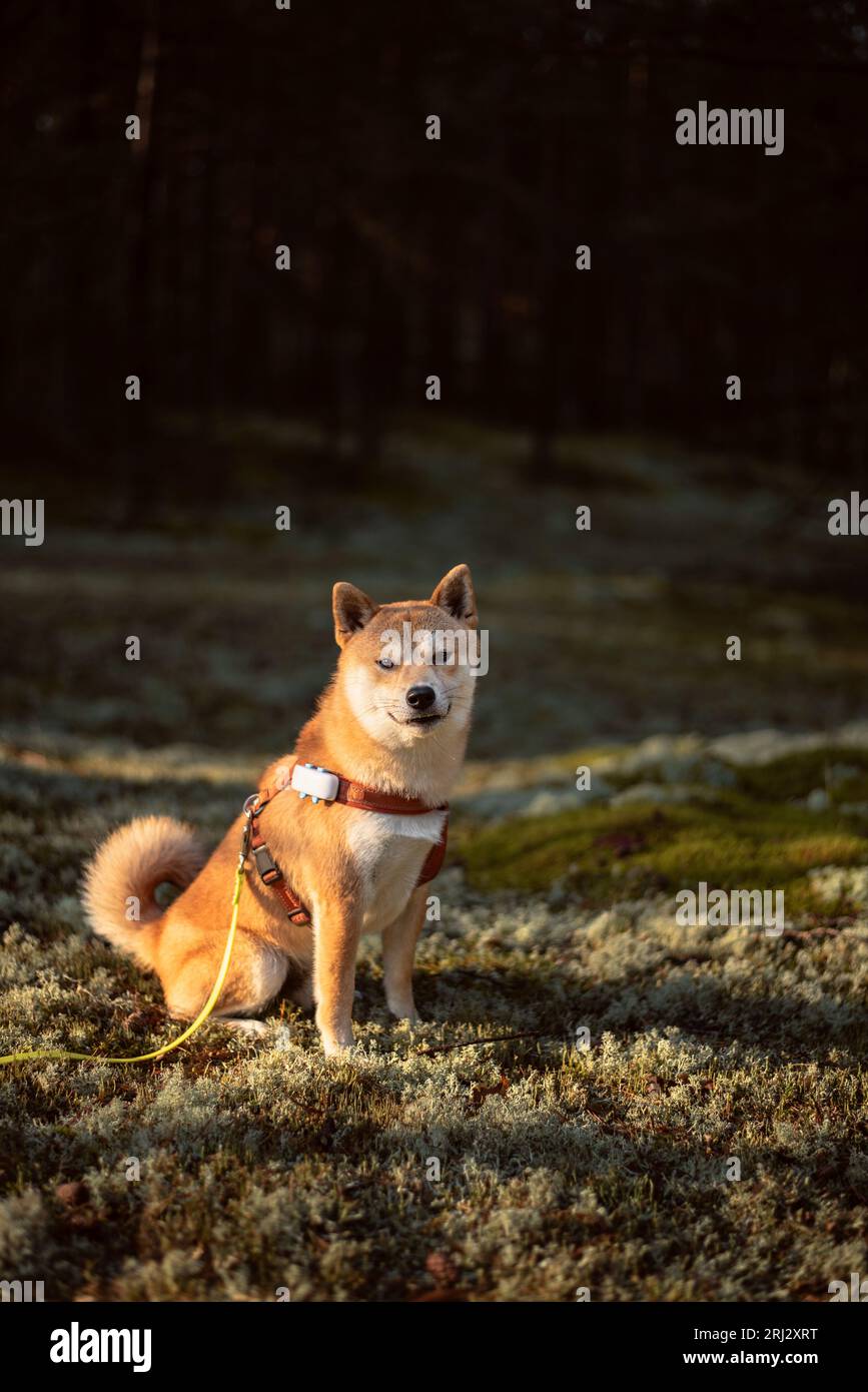Shiba inu dog is is sitting on the moss in the pine forest on sunny ...