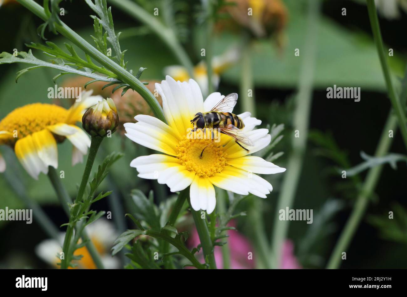 Crown daisy chrysanthemum hi-res stock photography and images - Alamy