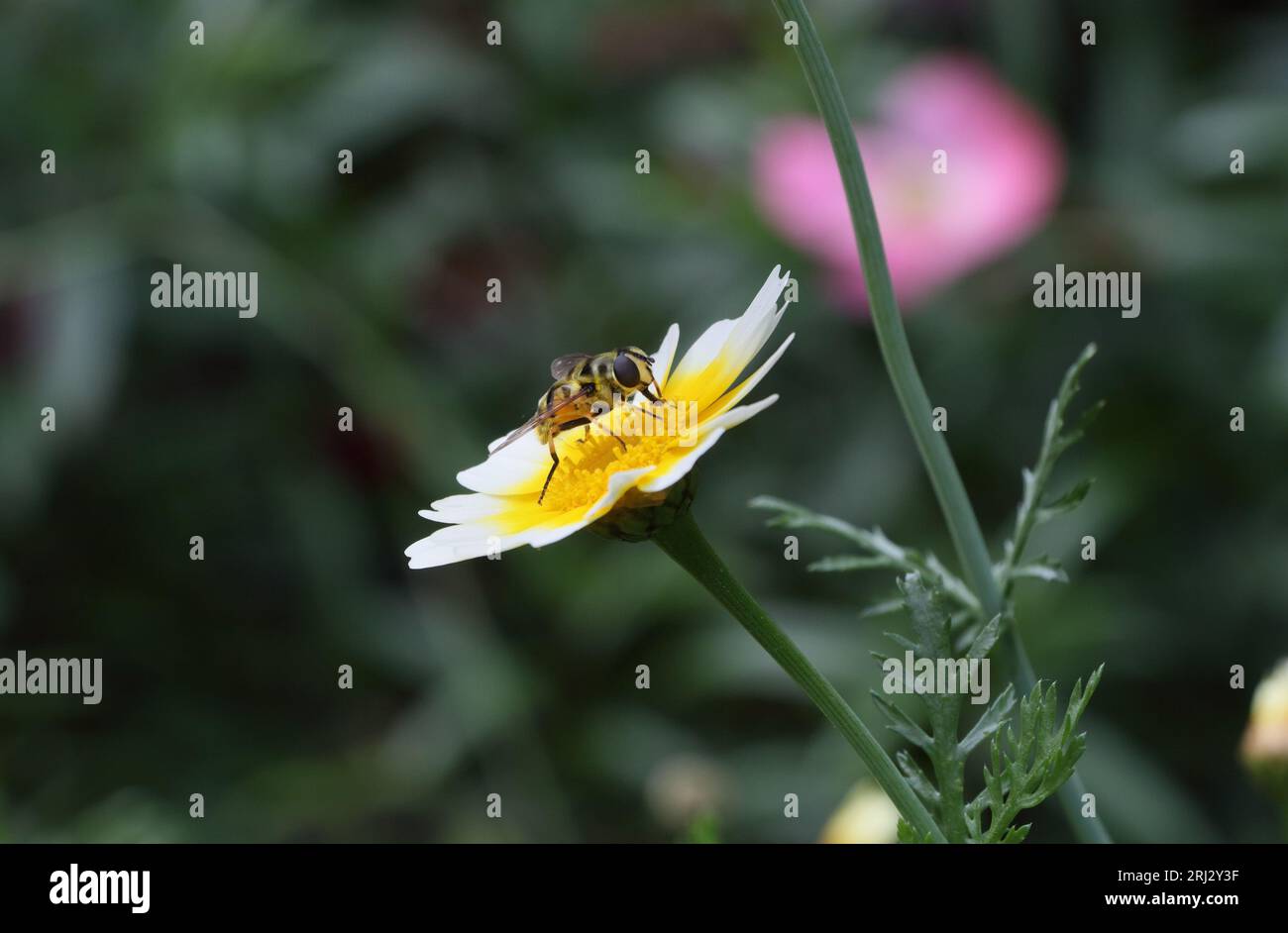 Hoverfly insect Myatropa florea feeding on a Crown daisy flower ...