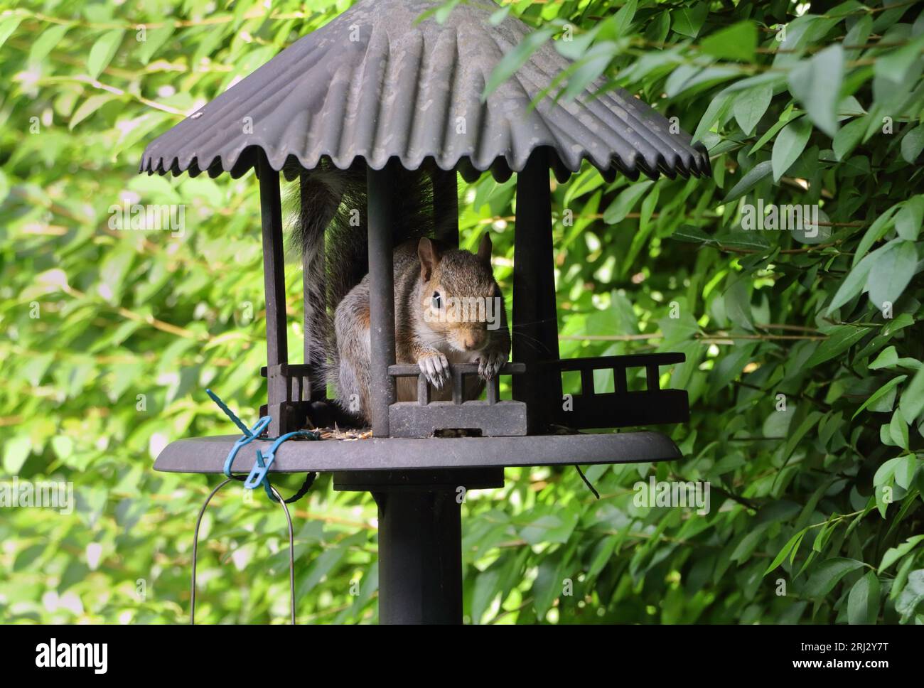 Grey squirrel bird table hi-res stock photography and images - Alamy