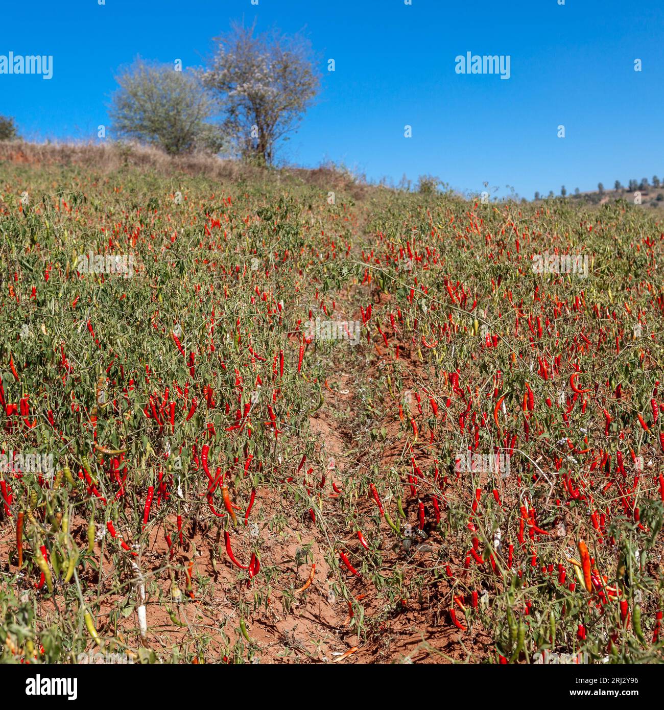 Crop plantations hi-res stock photography and images - Alamy