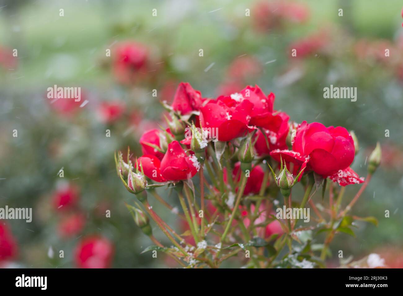 Unexpected transition hi-res stock photography and images - Alamy