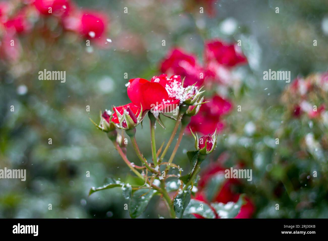 Red roses in the snow hi-res stock photography and images - Alamy