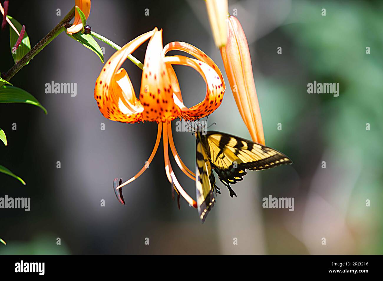 A Two Tailed Swallowtail butterfly (Papilio multicaudata) on a Tiger ...