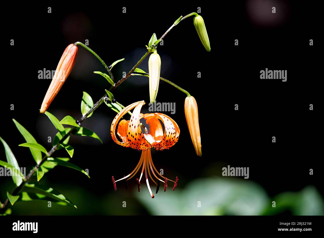 Lilium lanceifolium hi-res stock photography and images - Alamy