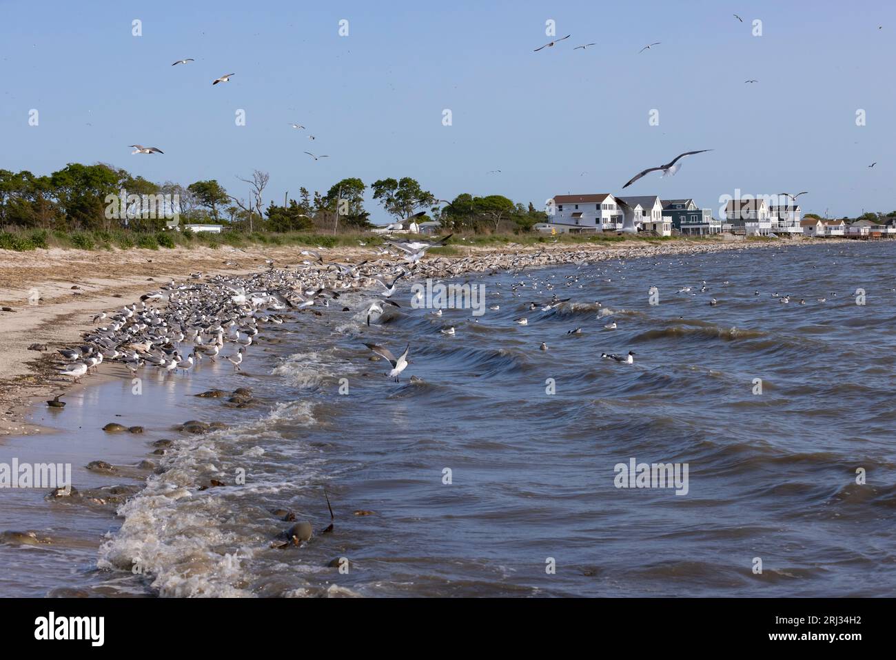 Atlantic Horseshoe Crab Limulus polyphemus, adults returning to beach ...