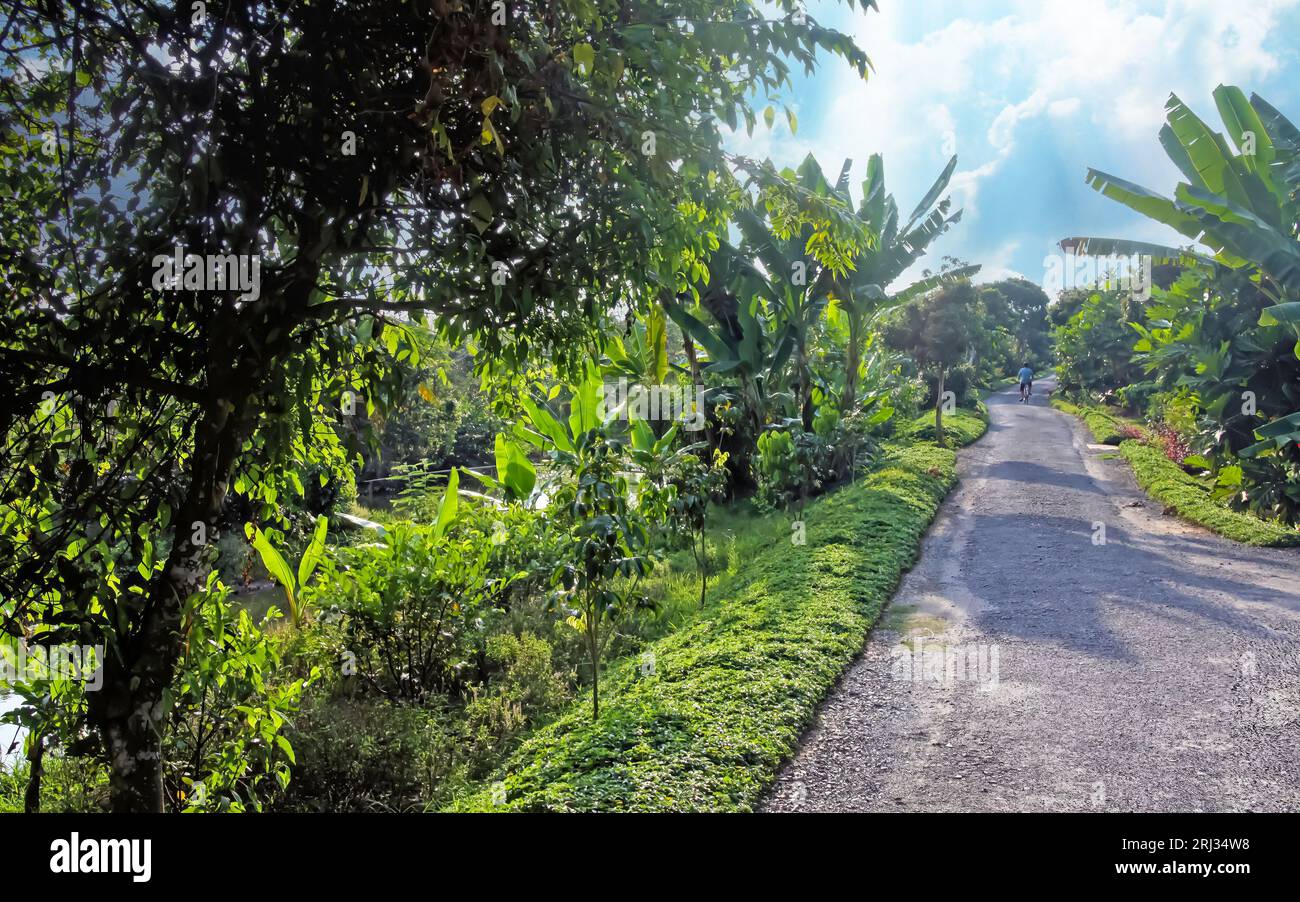 Idyllic beautiful vietnamese landscape, riverside mekong delta cycling ...