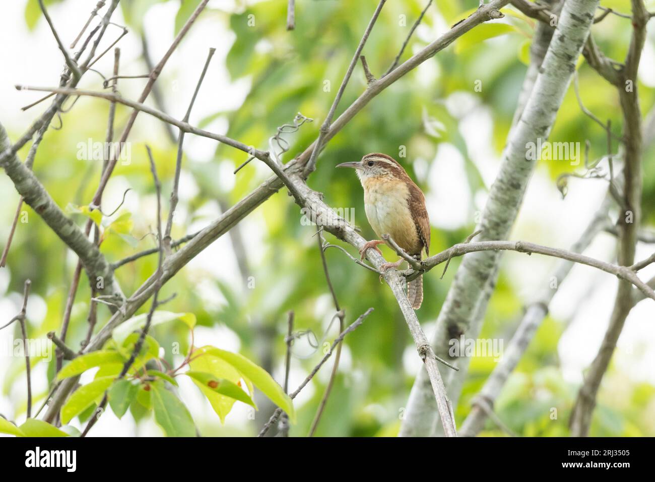 Cox hall creek wildlife management area hi-res stock photography and ...