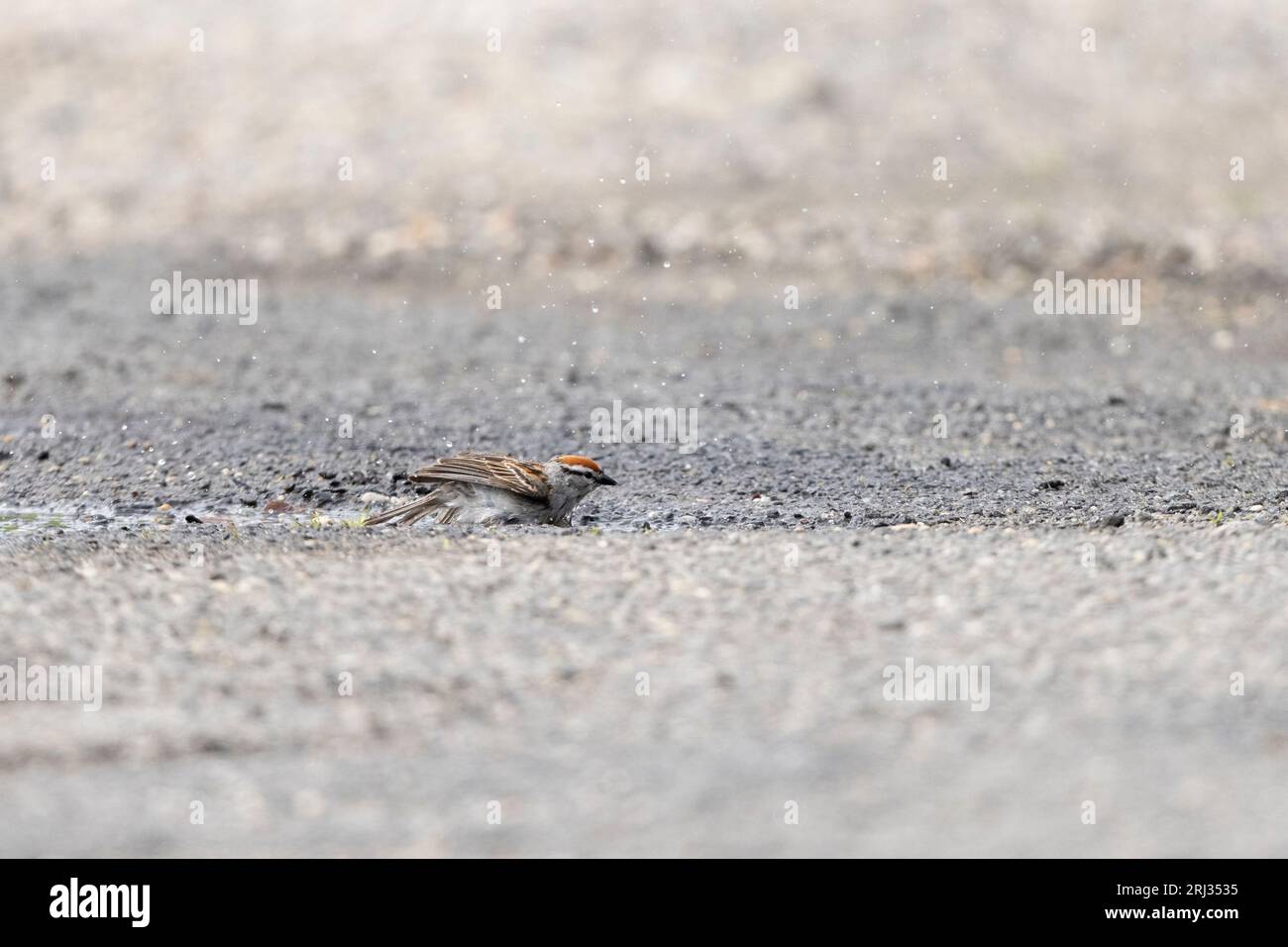 Chipping sparrow Spizella passerina, adult bathing in roadside pool ...