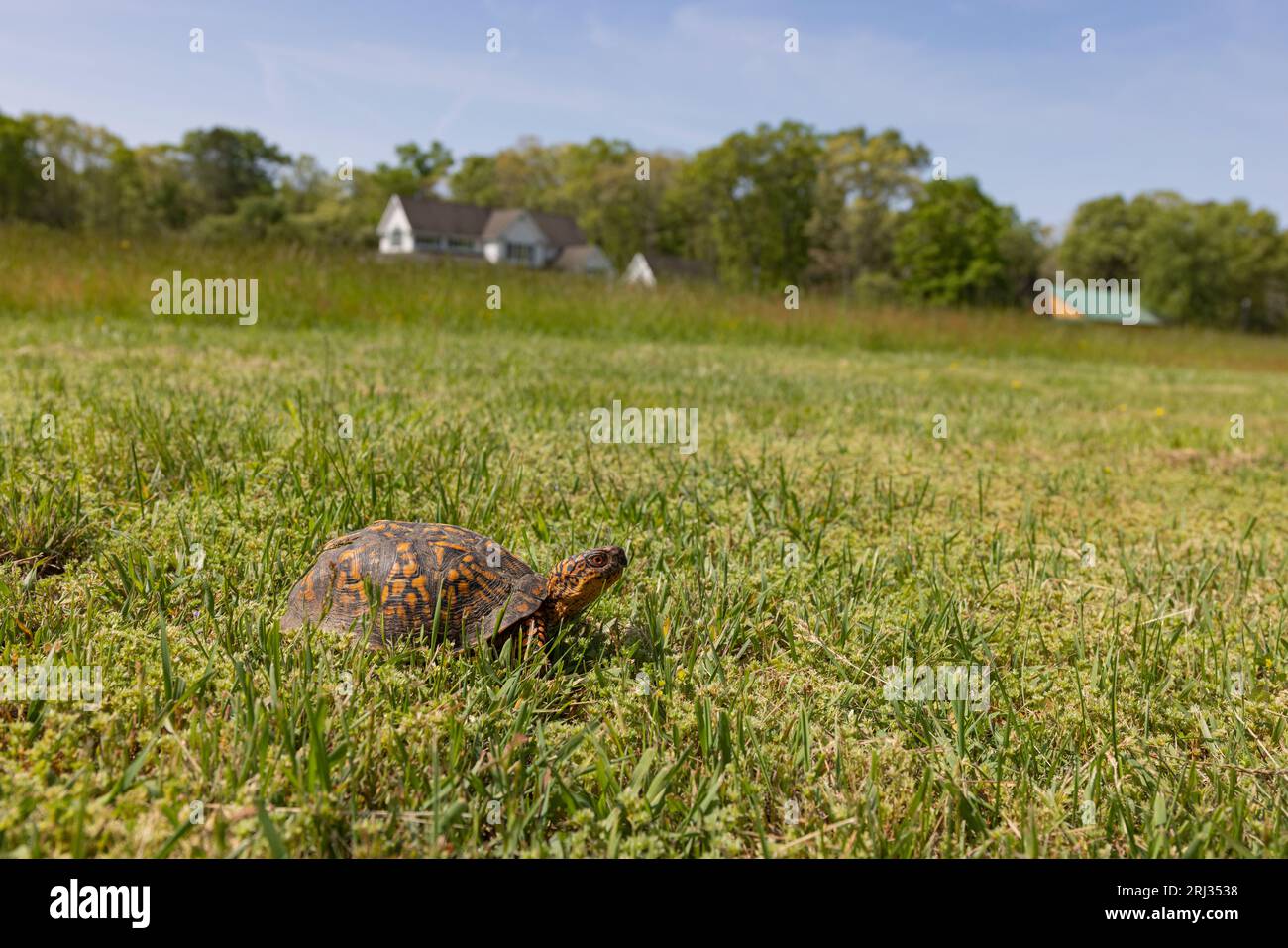 Common box turtle Terrapene carolina, adult in field margin, Belleplain ...