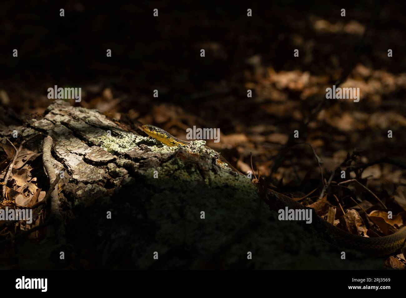 Common garter snake Thamnophis sirtalis, adult on woodland floor, Cox ...
