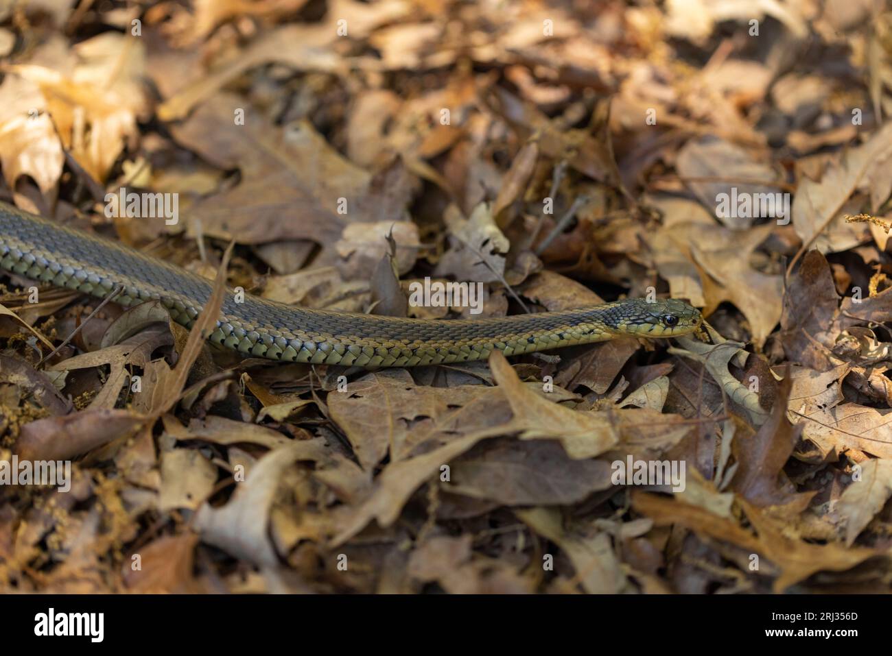 Common garter snake Thamnophis sirtalis, adult on woodland floor, Cox ...