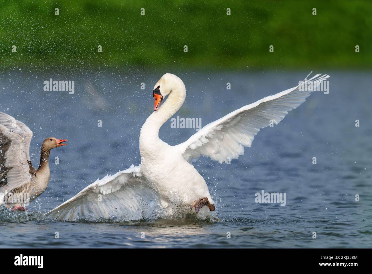 A majestic white swan gracefully glides across a calm body of water ...