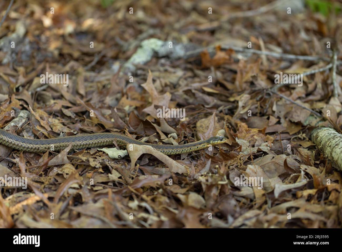 Common garter snake Thamnophis sirtalis, adult on woodland floor, Cox ...
