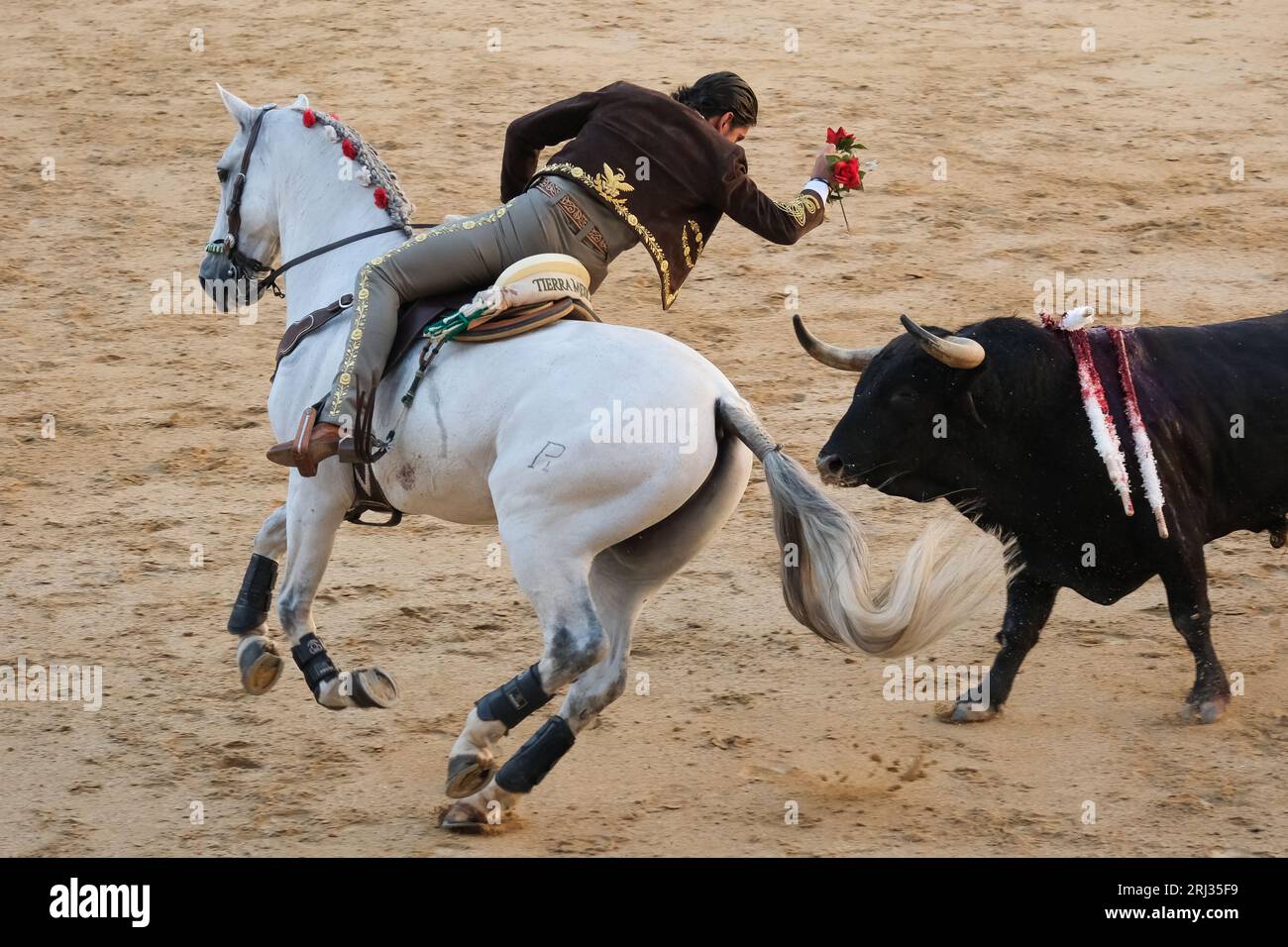 The rejoneador Emiliano Gamero fights the bull during a corrida de ...