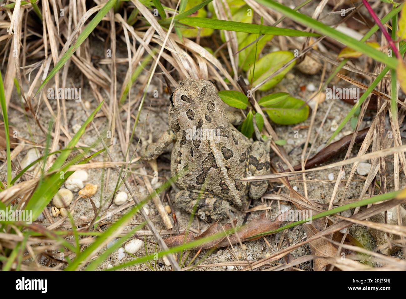 Fowler's toad Anaxyrus fowleri, adult amongst short grass, South Cape ...