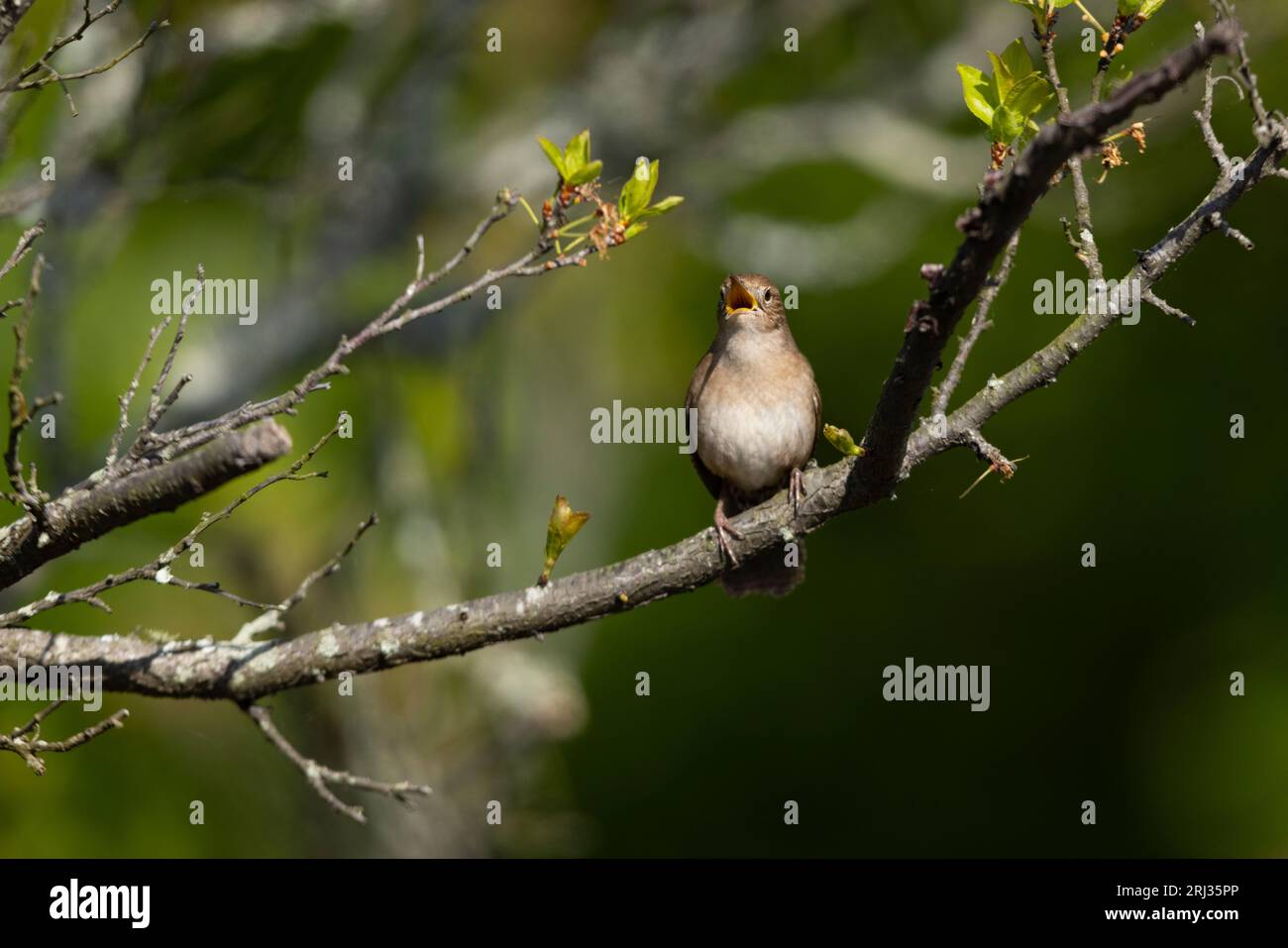 Cape may bird observatory hi-res stock photography and images - Alamy