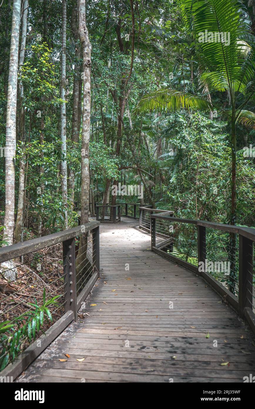 A boardwalk made of wooden planks winding its way through a lush green ...