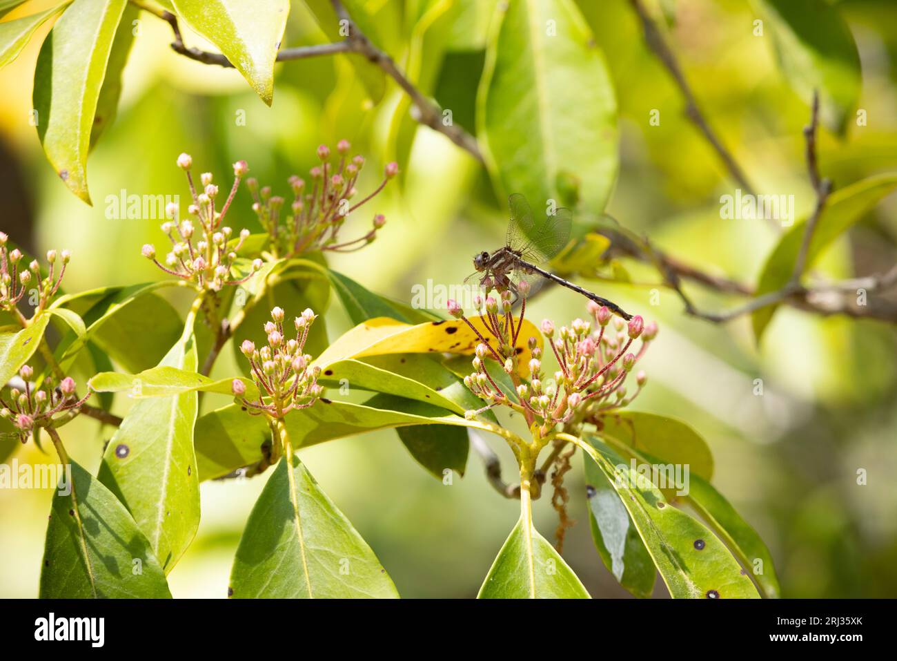 Insects of new jersey hi-res stock photography and images - Alamy