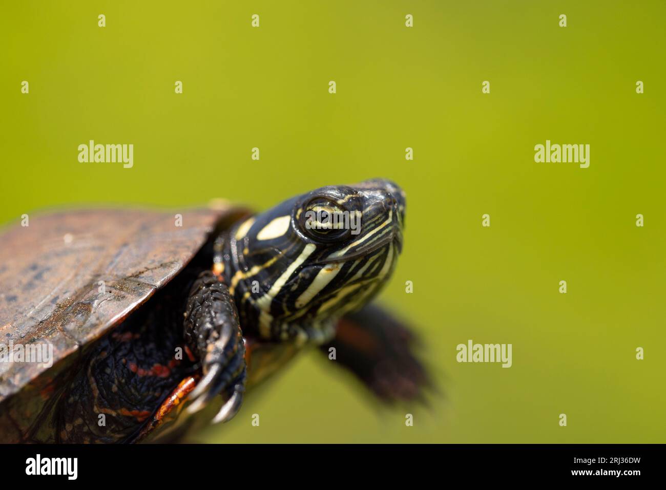 Red bellied turtle hi-res stock photography and images - Alamy