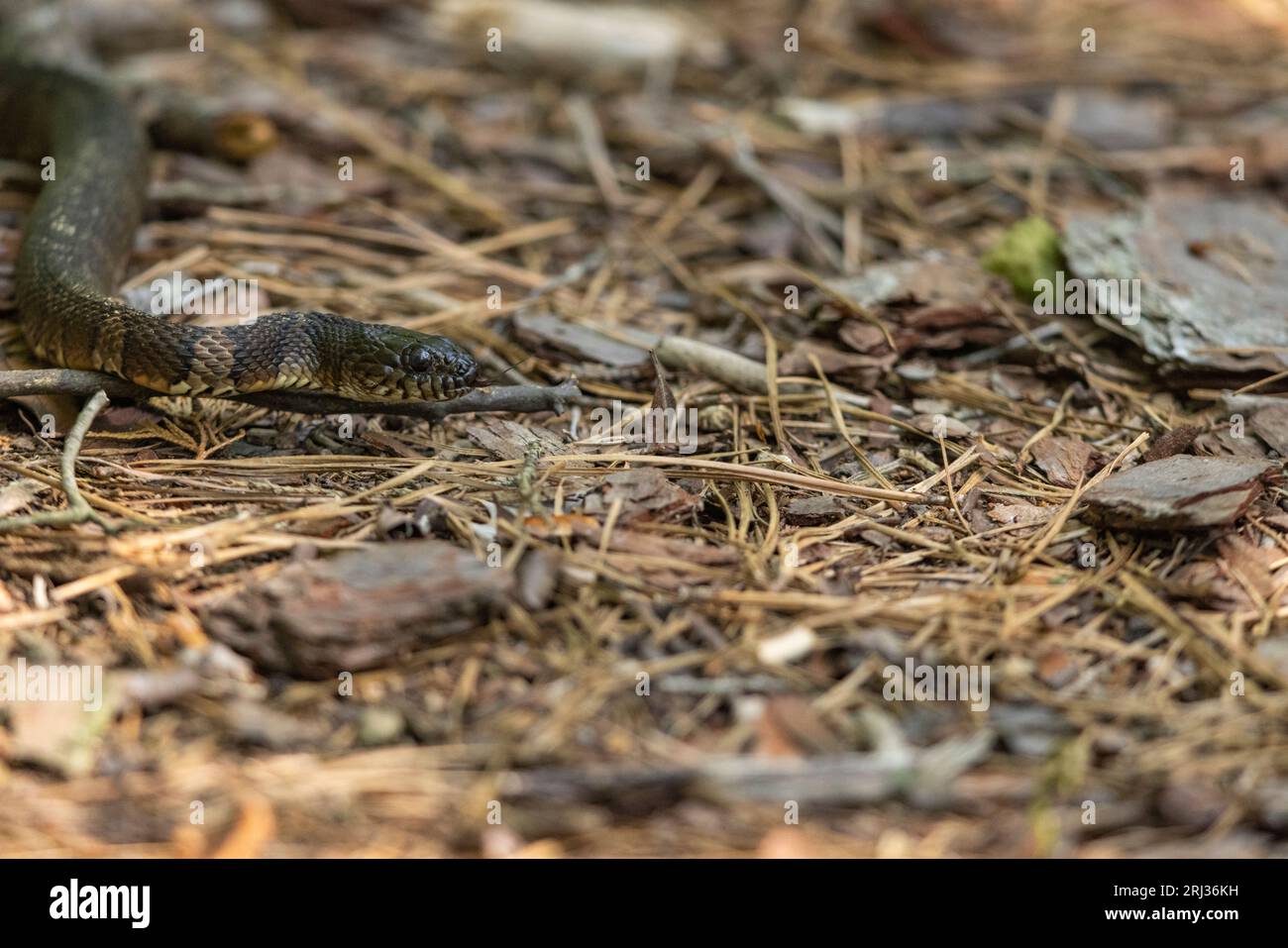 Common watersnake Nerodia sipedon, adult amongst leaf litter ...