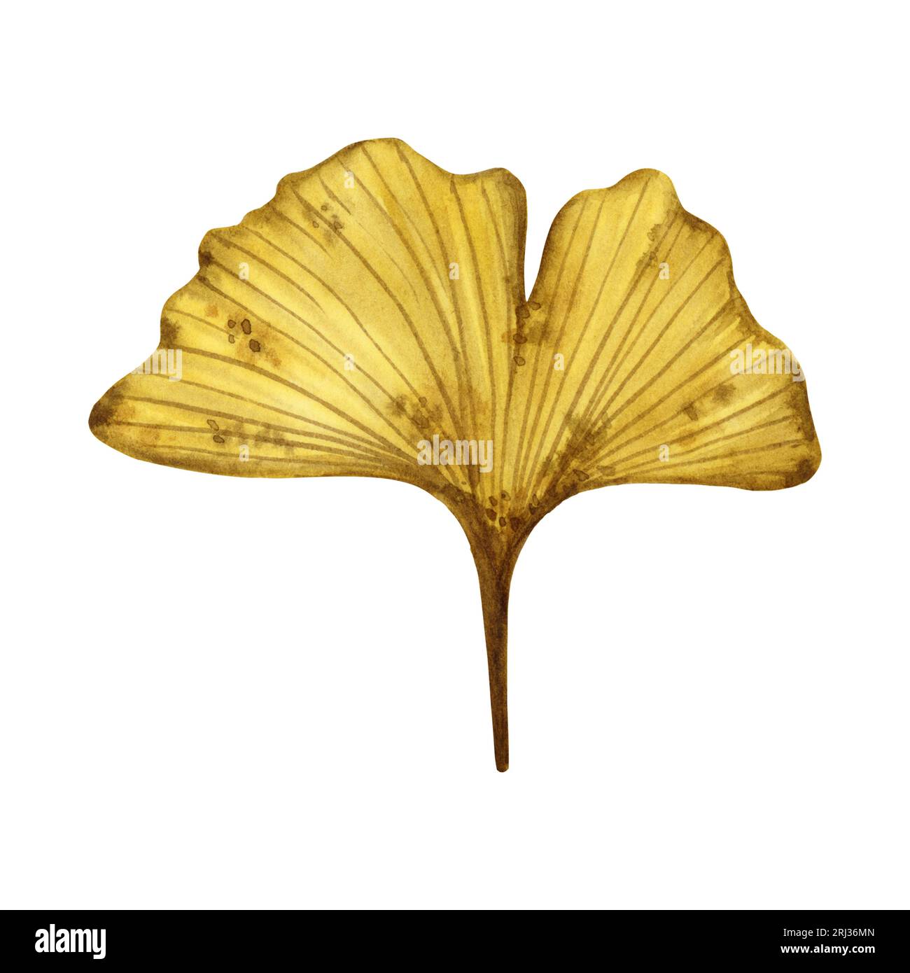 Hand drawn ginkgo leaf Cut Out Stock Images & Pictures - Alamy