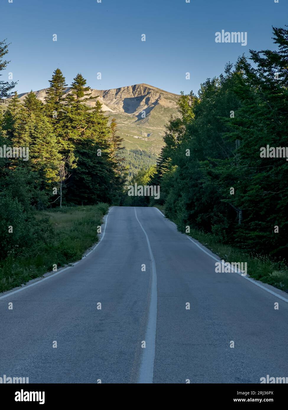 mountain road among pine forests , asphalt road intertwined with nature ...