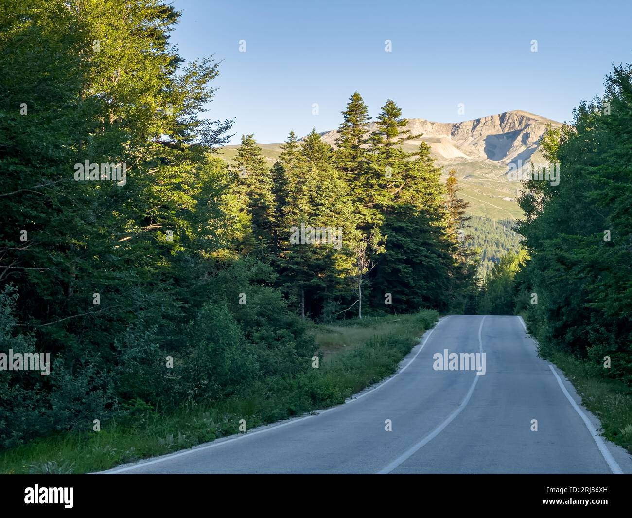 mountain road among pine forests , asphalt road intertwined with nature ...