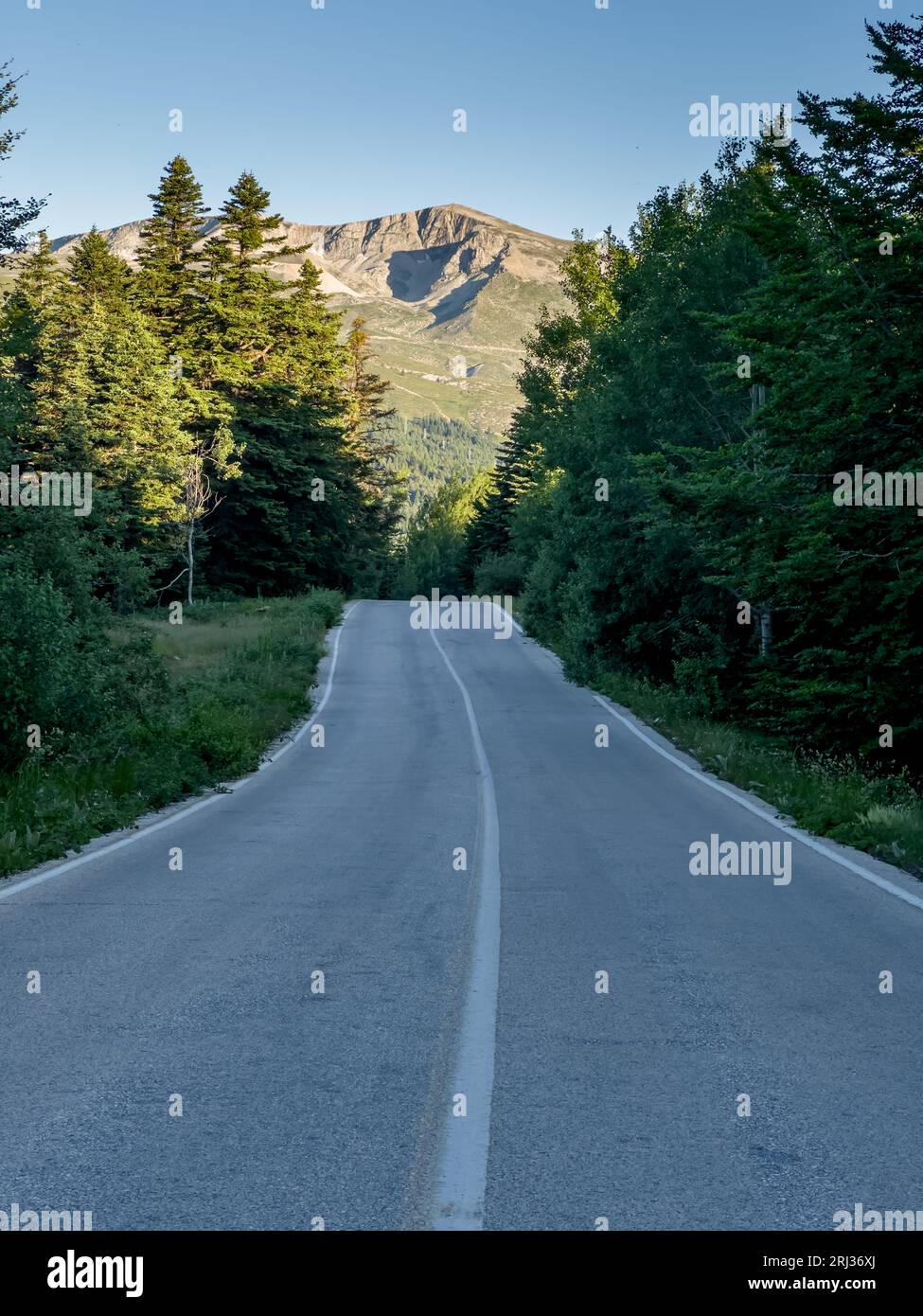 mountain road among pine forests , asphalt road intertwined with nature ...