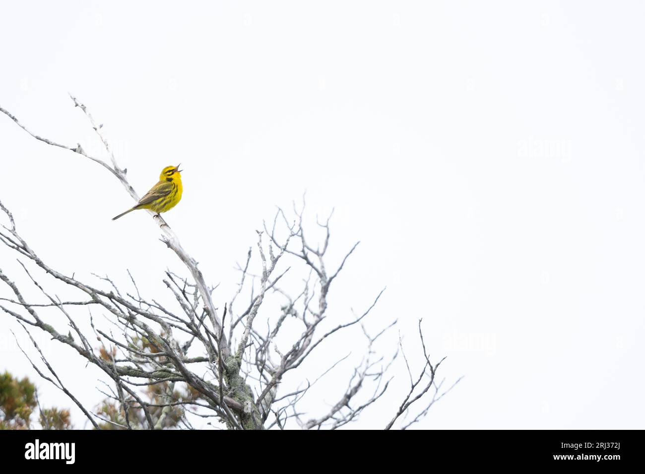 Prairie warbler Setophaga discolor, adult male singing from scrub, Cox ...