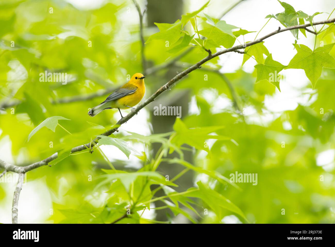 Cox hall creek wildlife management area hi-res stock photography and ...