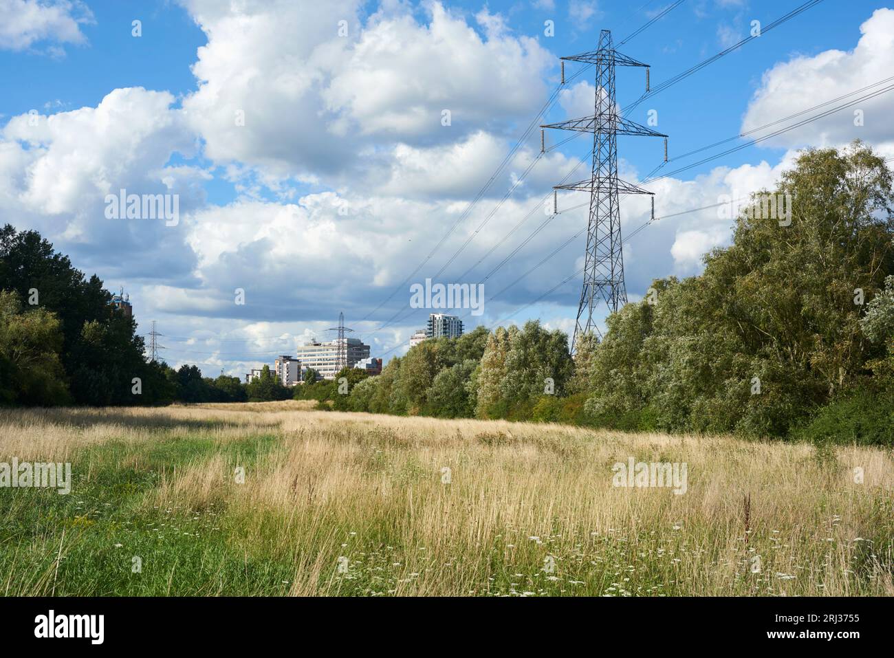 Wildflower meadow in Little Ilford Park, East London, UK, in summertime ...