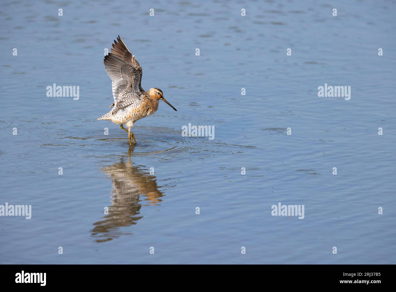 Short-billed dowitcher Limnodromus griseus, wing flapping, Heislerville ...