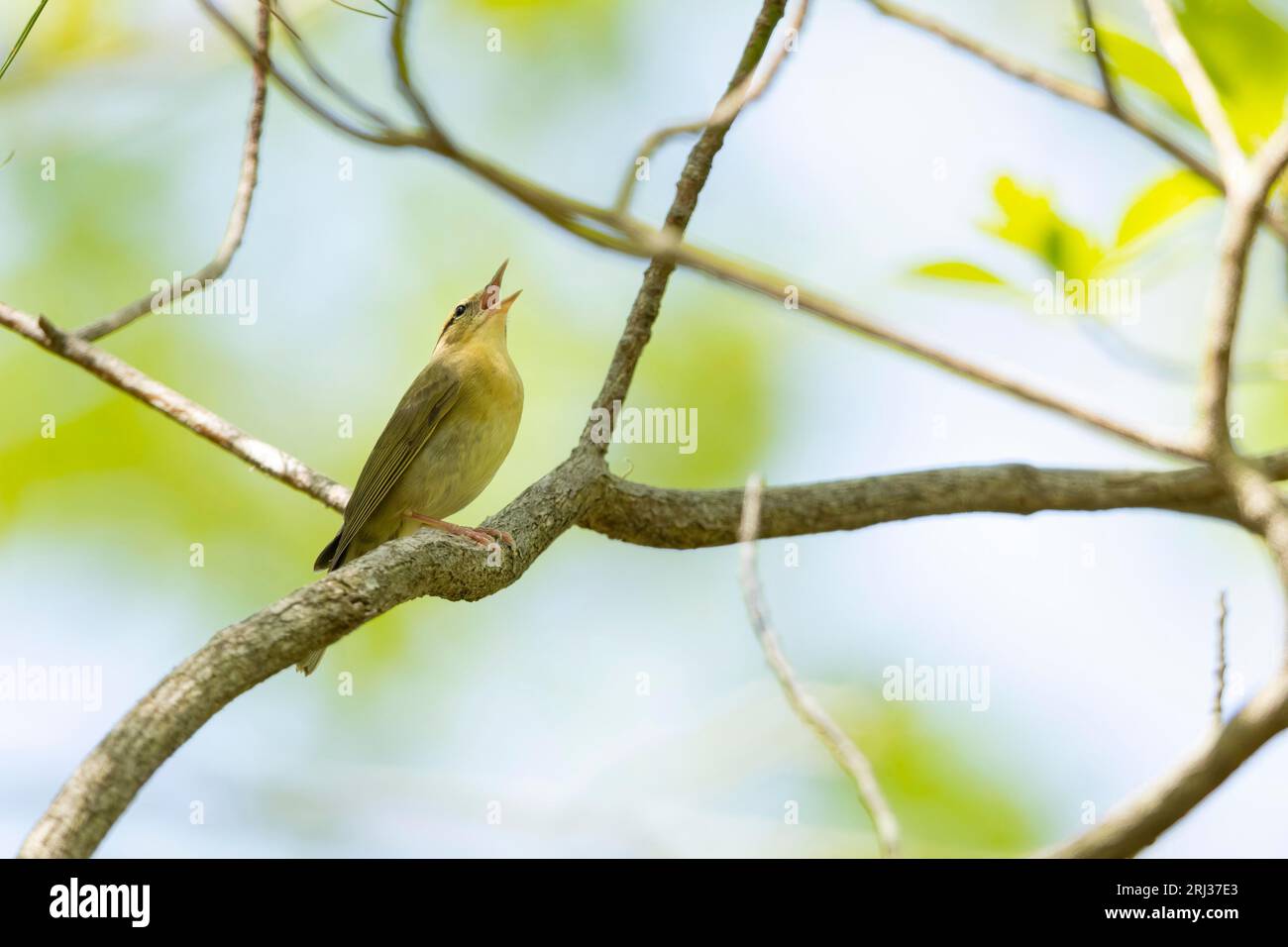 Warbler in usa in song hi-res stock photography and images - Alamy