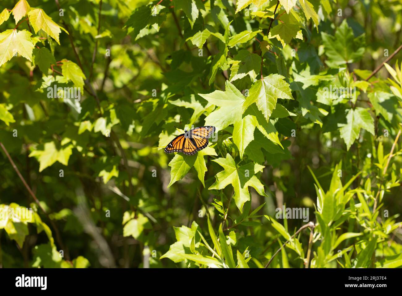 Cox hall creek wildlife management area hi-res stock photography and ...
