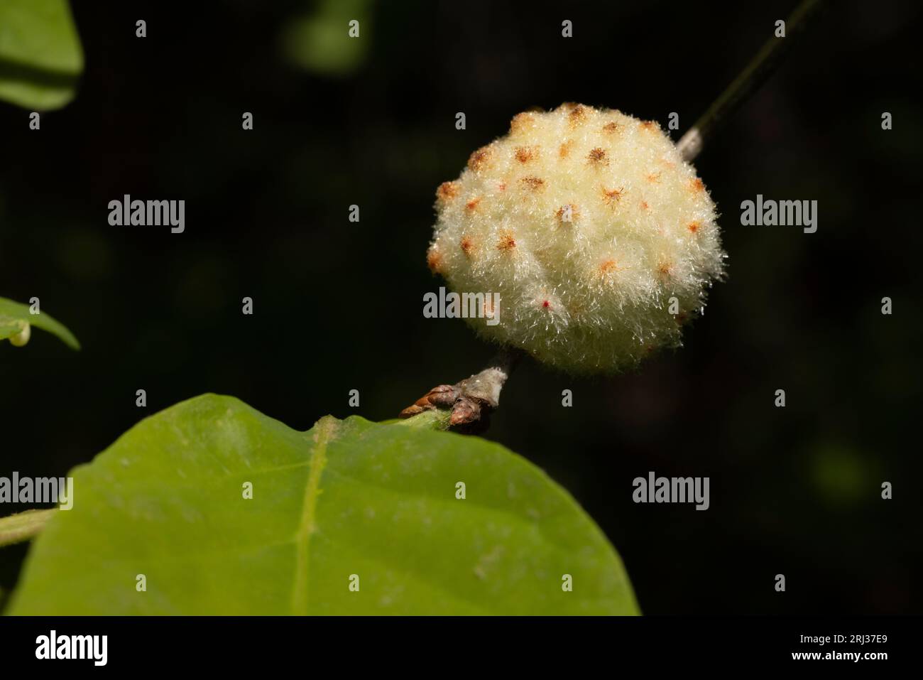 Wool sower Callirhytis seminator, gall attached to oak tree, Cox Hall ...