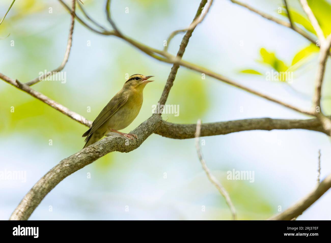 Worm-eating warbler Helmitheros vermivorum, adult singing in tree ...
