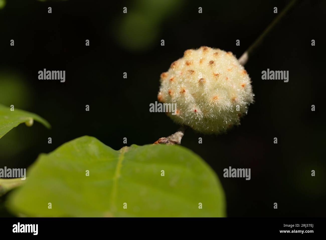 Wool sower Callirhytis seminator, gall attached to oak tree, Cox Hall ...