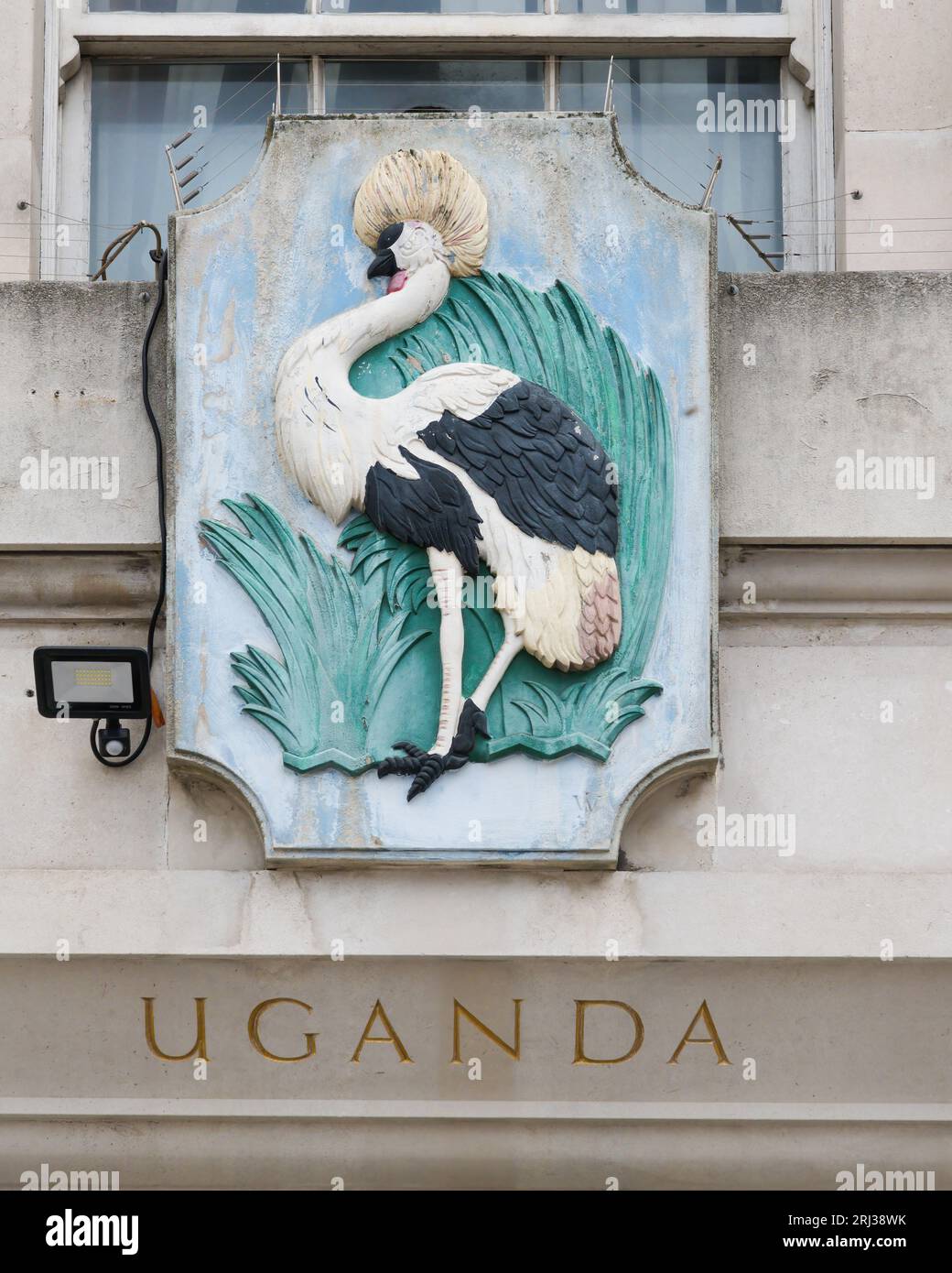London, UK - July 29, 2023; National bird of Uganda grey crowned crane ...