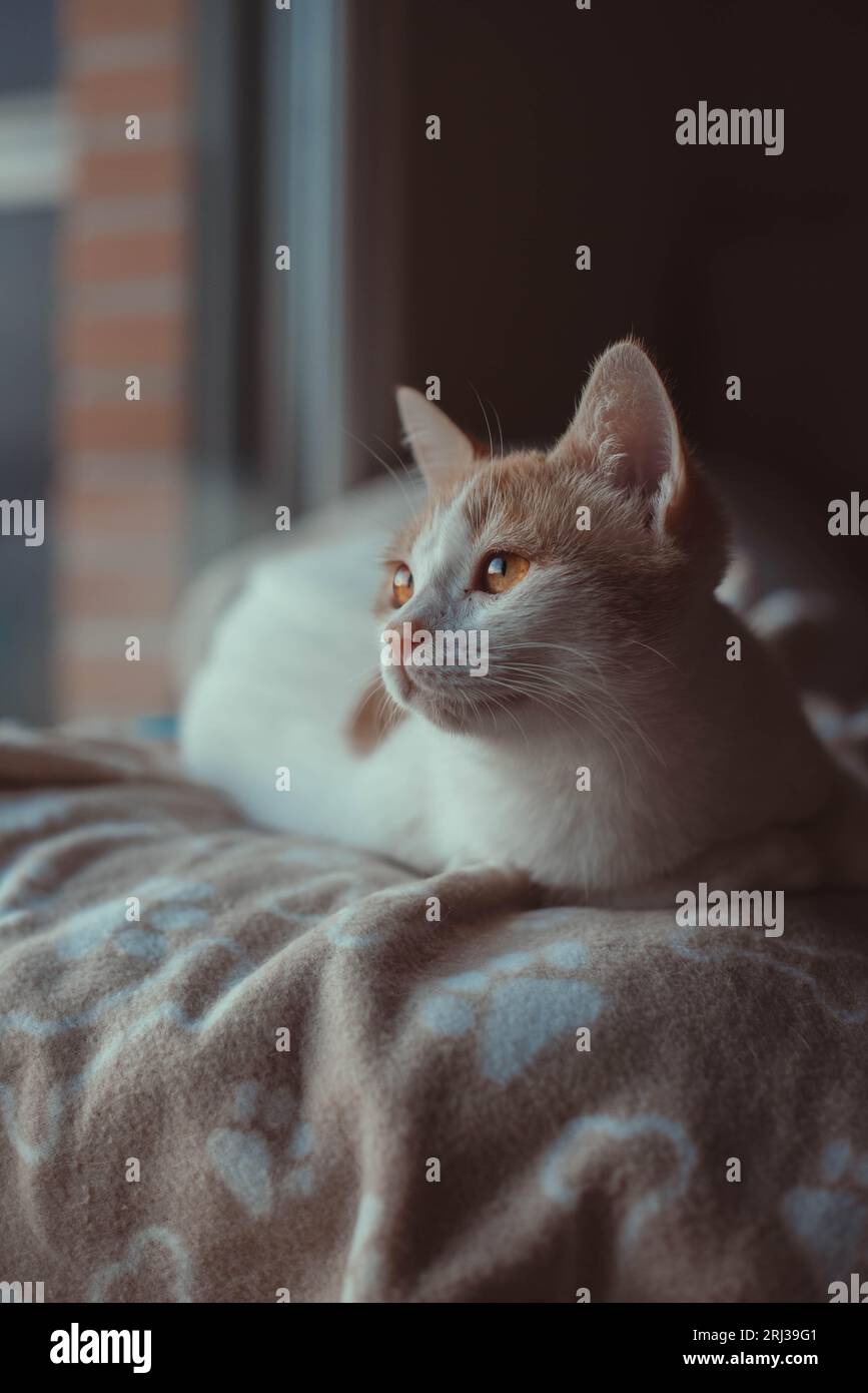 Ginger furball cat hi-res stock photography and images - Alamy