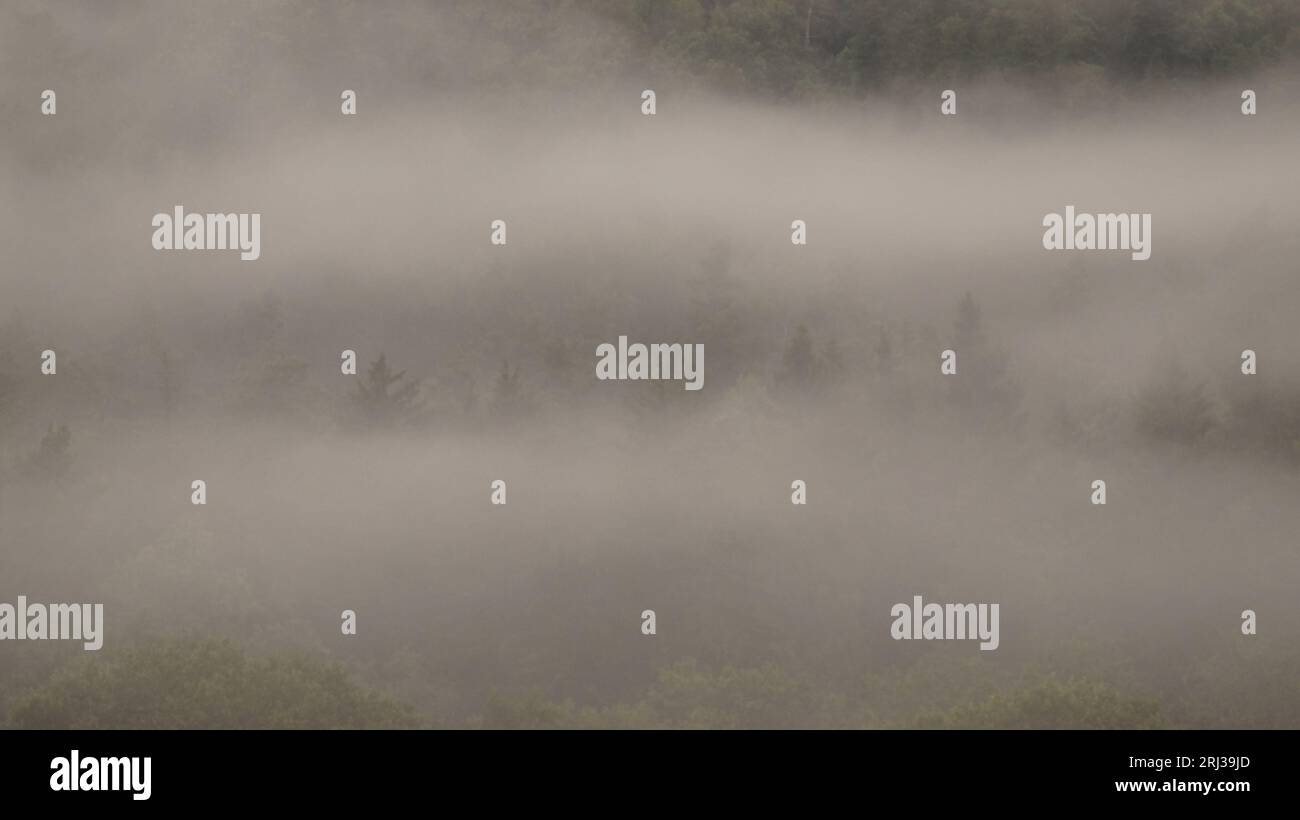 Mist over the river in the forest Stock Photo - Alamy