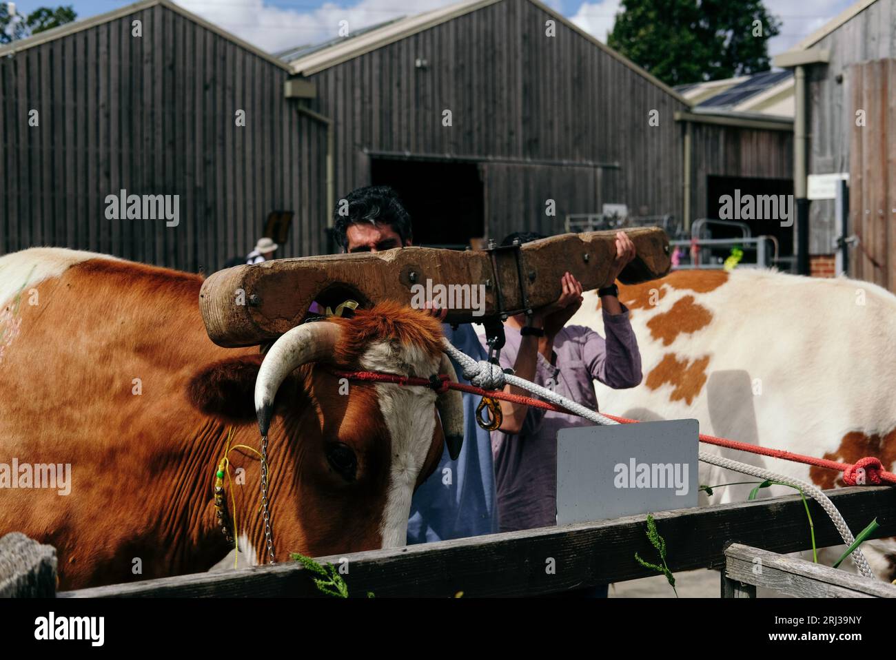 20th August, 2023. Bhaktivedanta Manor celebrates 50 years with a ...