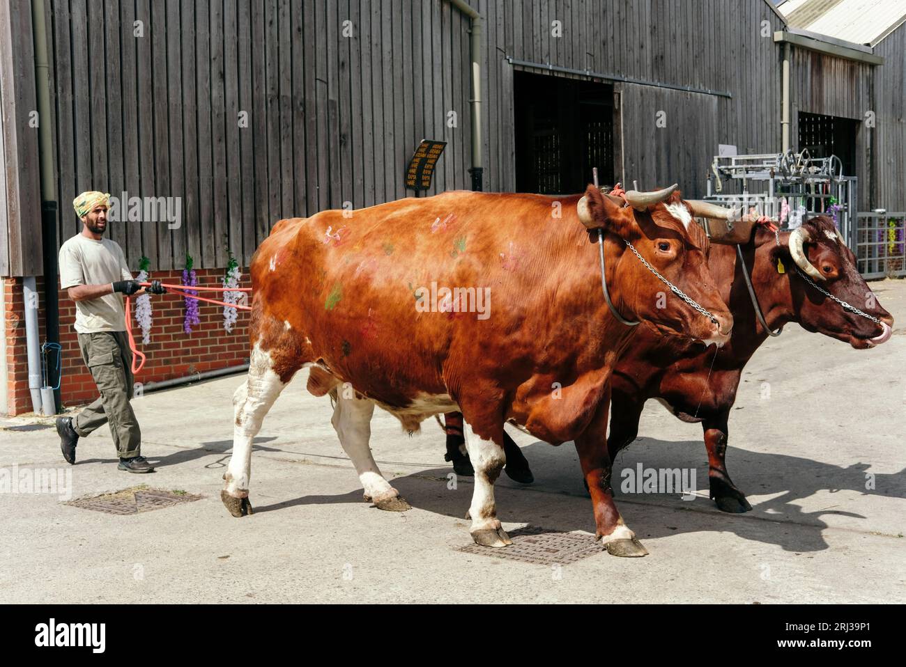 Europes largest cow sanctuary hi-res stock photography and images - Alamy