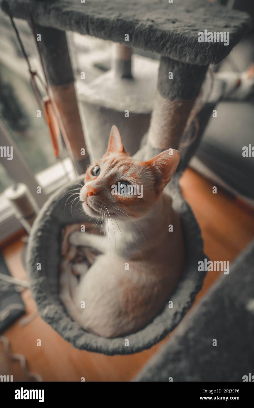 Ginger furball cat hi-res stock photography and images - Alamy