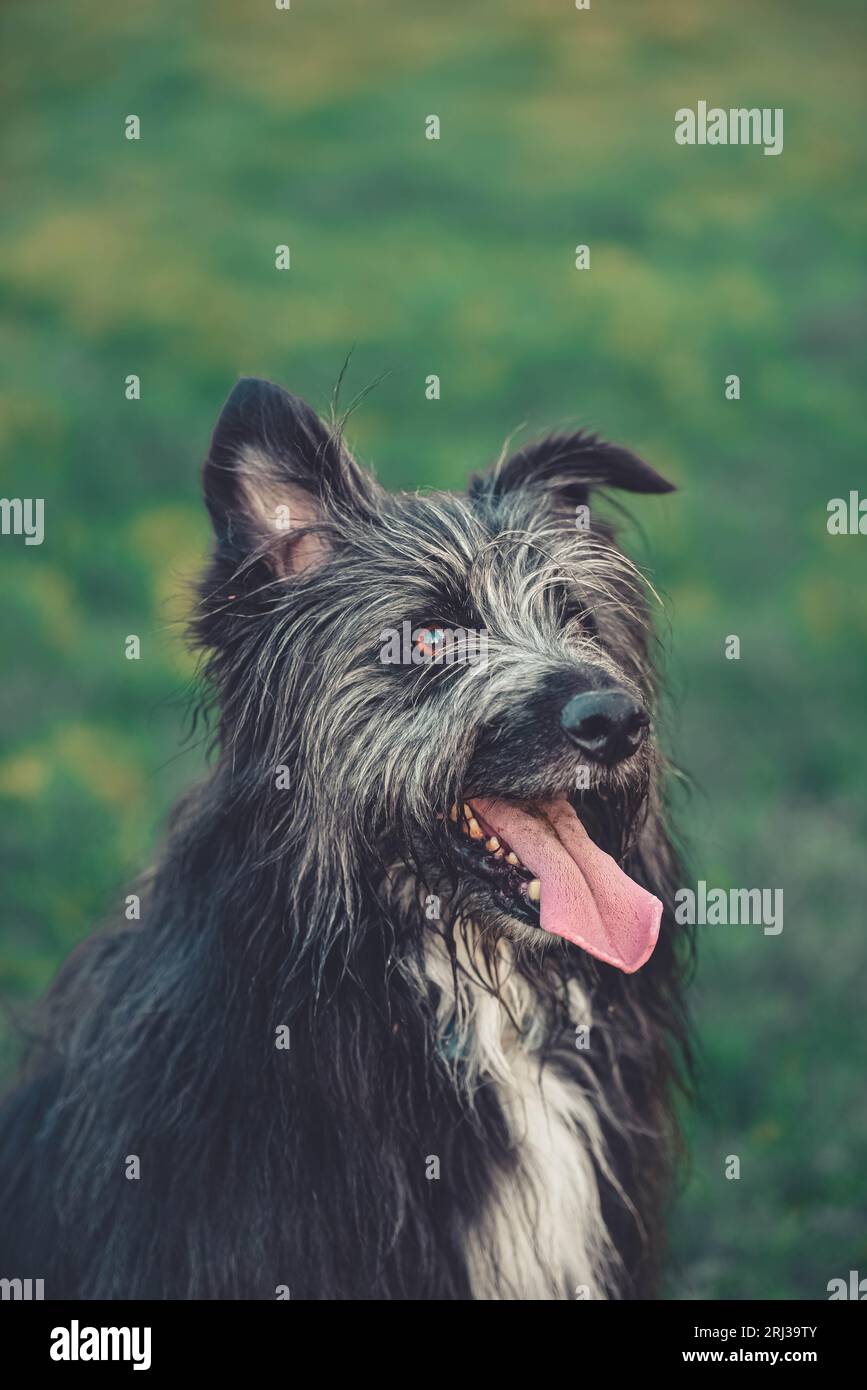 A vertical closeup of a Berger Picard dog with its tongue out on green ...