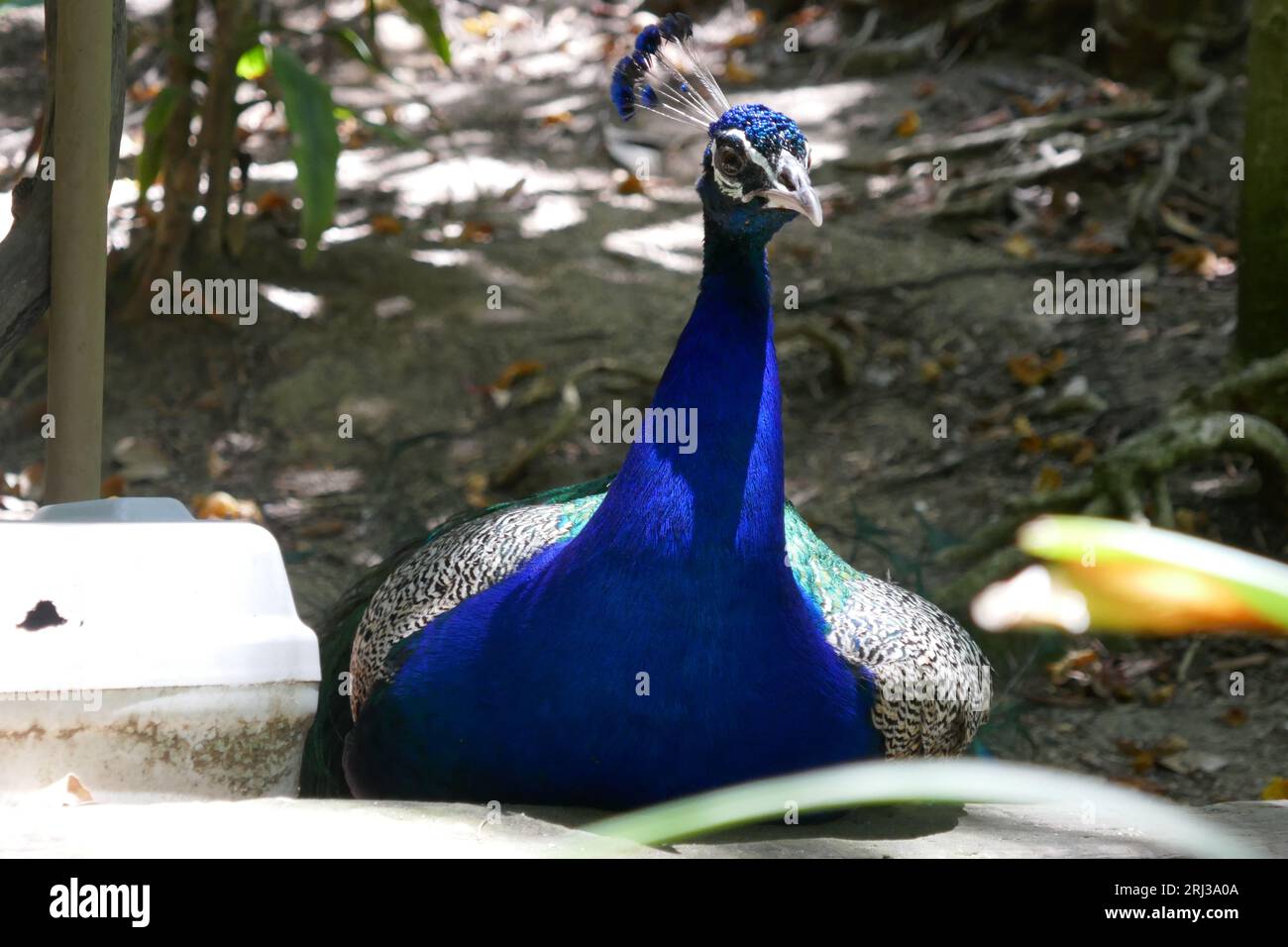 Los Angeles, California, USA 20th July 2023 Peacock in Aviary at A Zoo ...