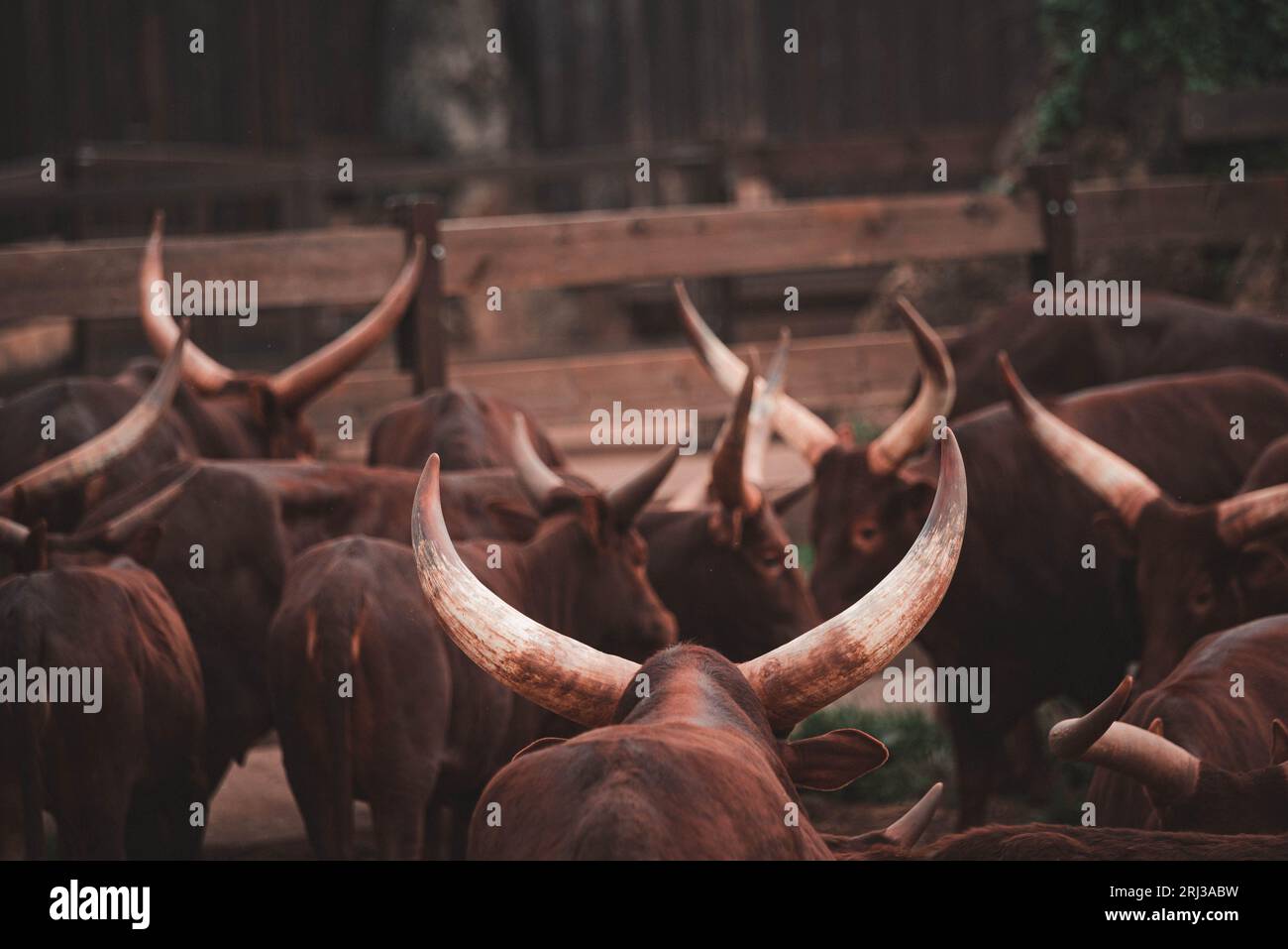 Curved bulls horns hi-res stock photography and images - Alamy