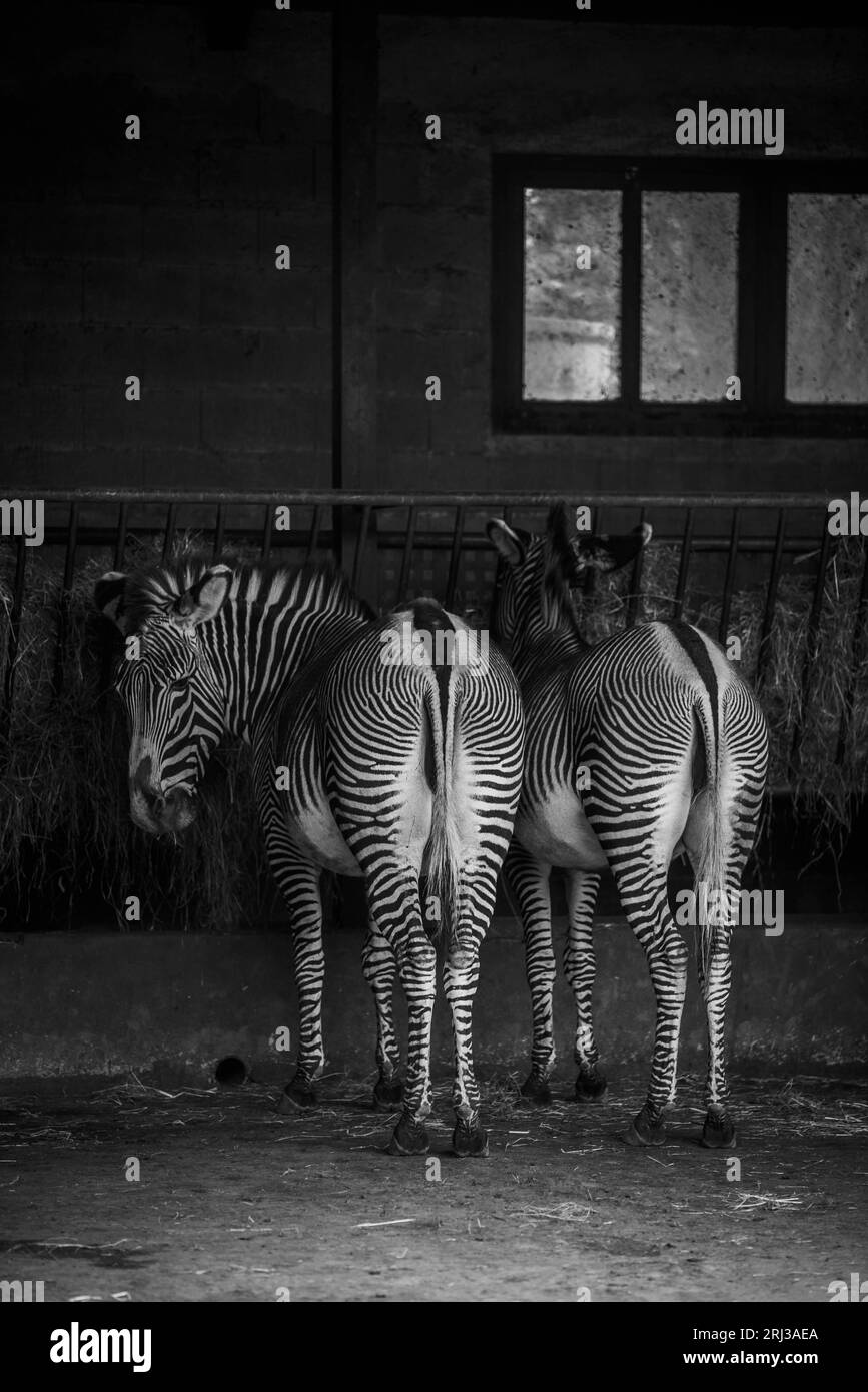 A vertical of two zebras in a barn in grayscale Stock Photo - Alamy